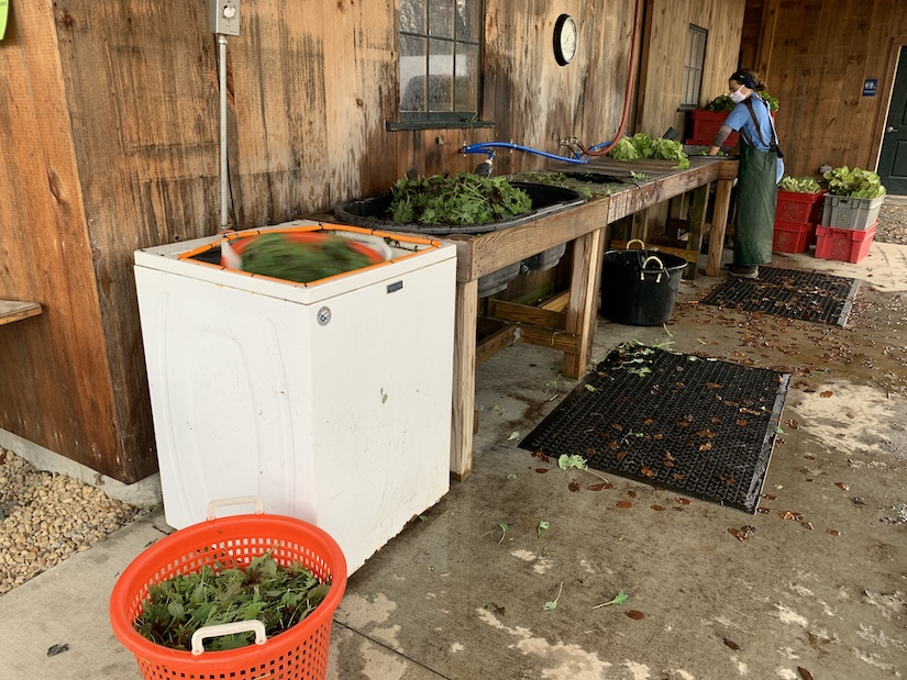 Water: Life at the Wash and Pack Station : Gaining Ground