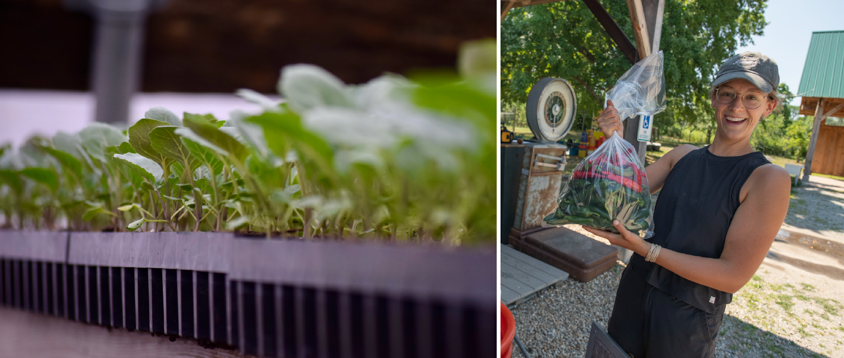 Growing Foods That Comfort and Connect : Gaining Ground