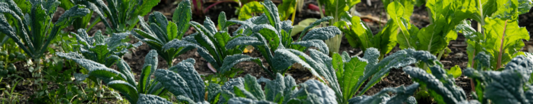 Support Us : Gaining Ground