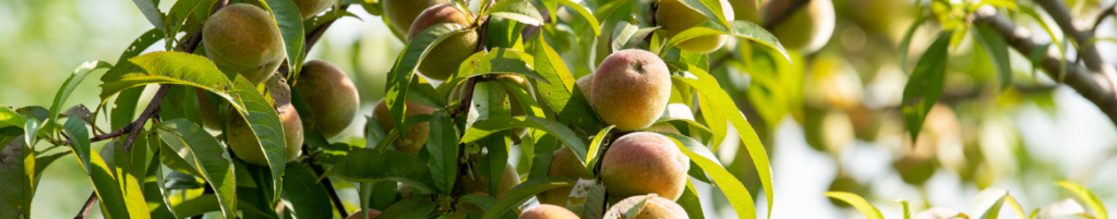 Gratitude Reports and Financial Statements : Gaining Ground