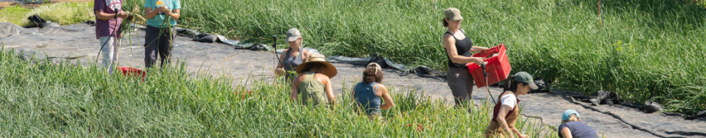 Volunteer : Gaining Ground