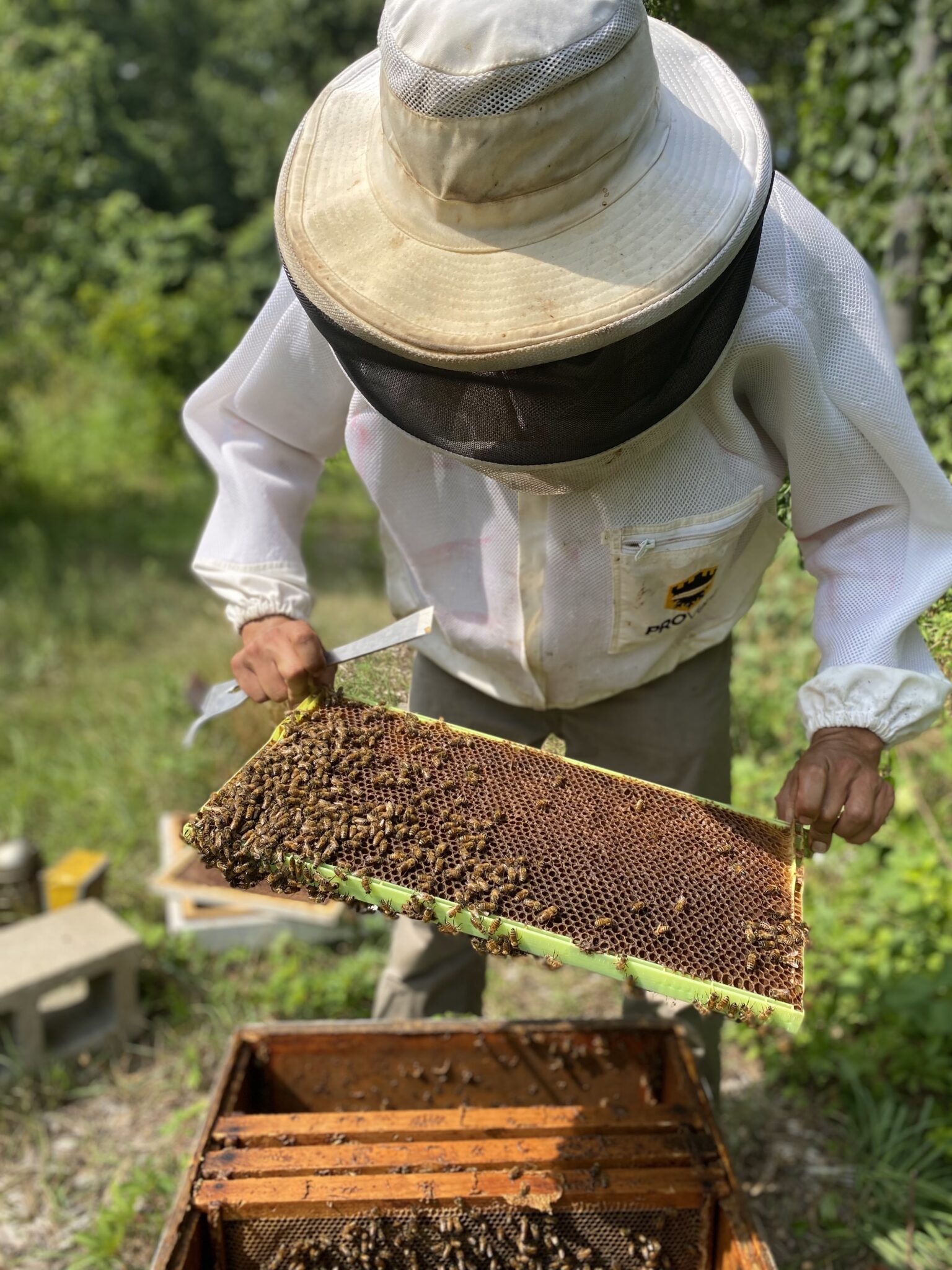 Catching up with Beekeeper David Salomón Saleh : Gaining Ground