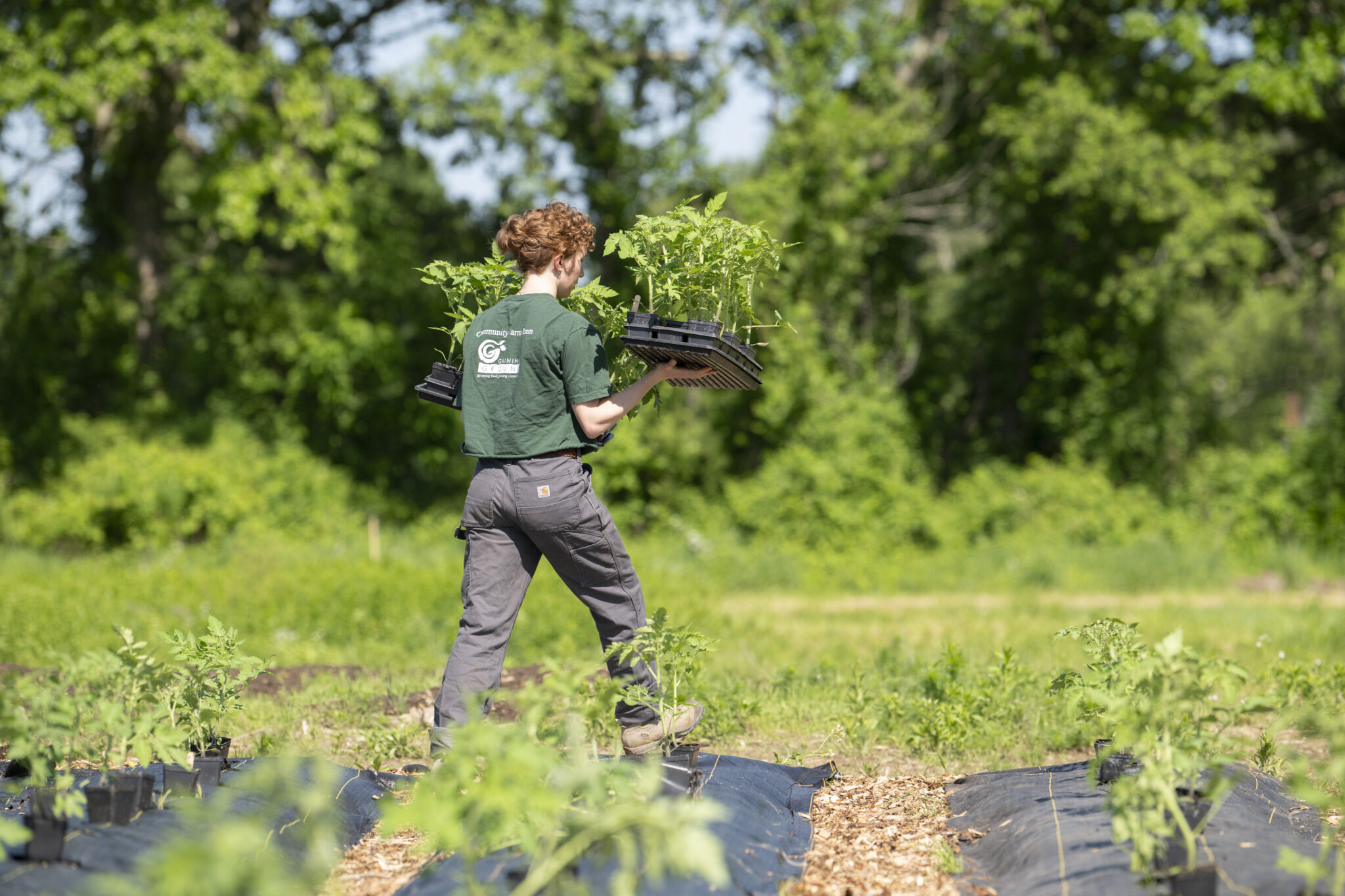 Gaining Ground Sets Record Harvest In 2024 : Gaining Ground